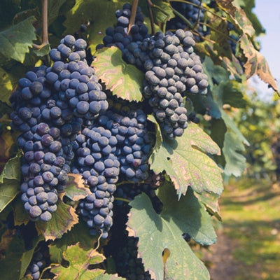 Grape processing: destemming, crushing, and pressing - Westgarth Wines