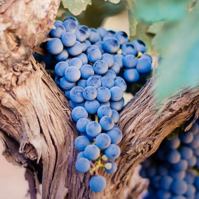 Grapes In School