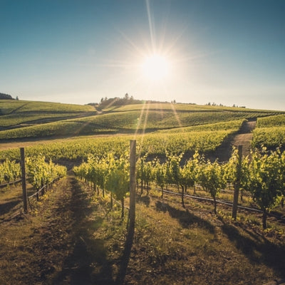 Cinematic Wine - Westgarth Wines
