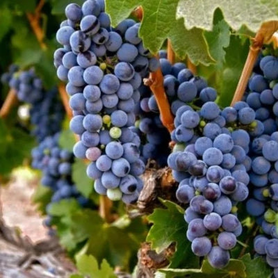 Grape processing: destemming, crushing, and pressing - Westgarth Wines